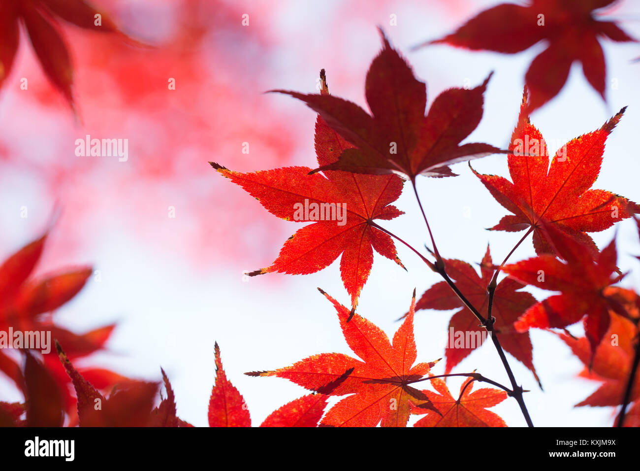 red maple leaf in Japan autumn season Stock Photo - Alamy