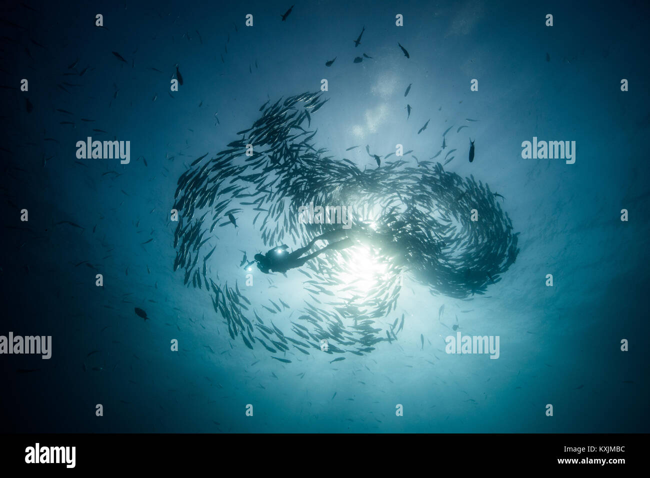 Low angle underwater view of scuba diver diving among shoaling jack ...