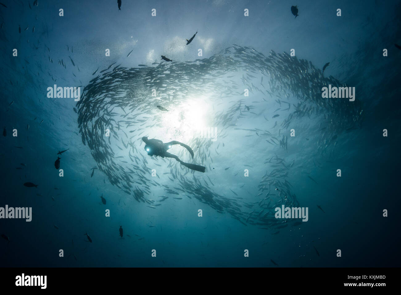 Low angle underwater view of scuba diver diving among shoaling jack ...
