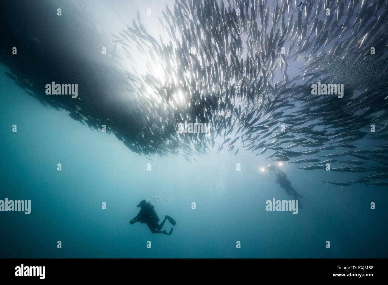 Underwater view of two scuba divers diving below shoaling jack fish in ...