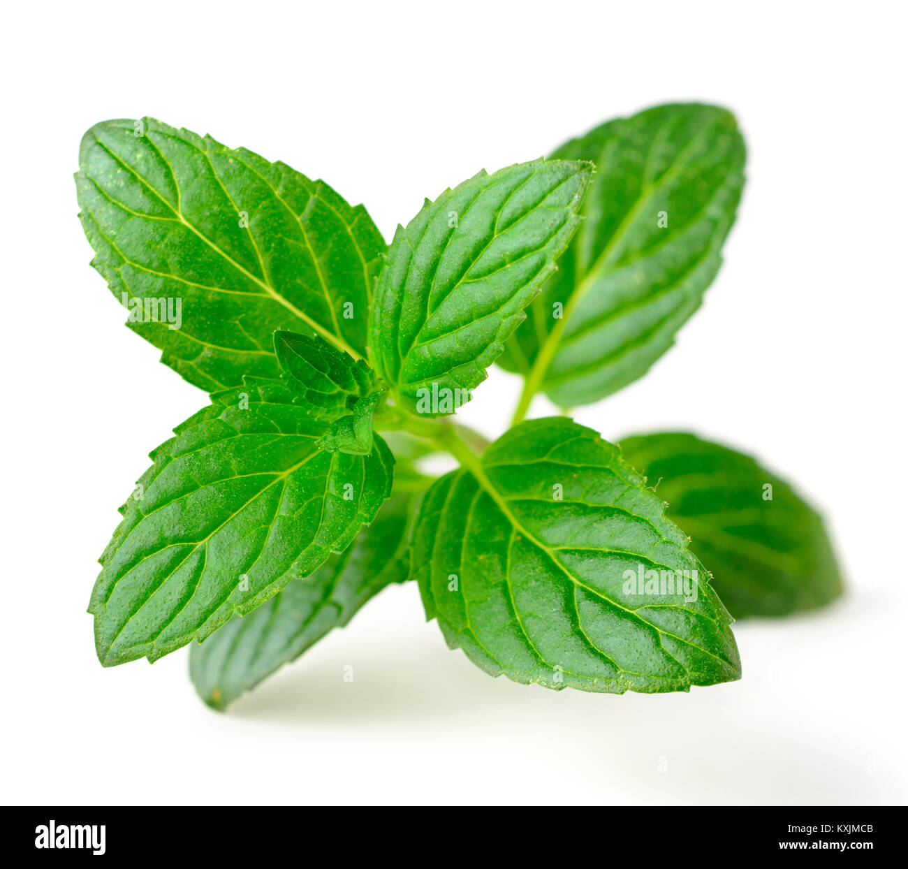 fresh peppermint isolated on white Stock Photo - Alamy