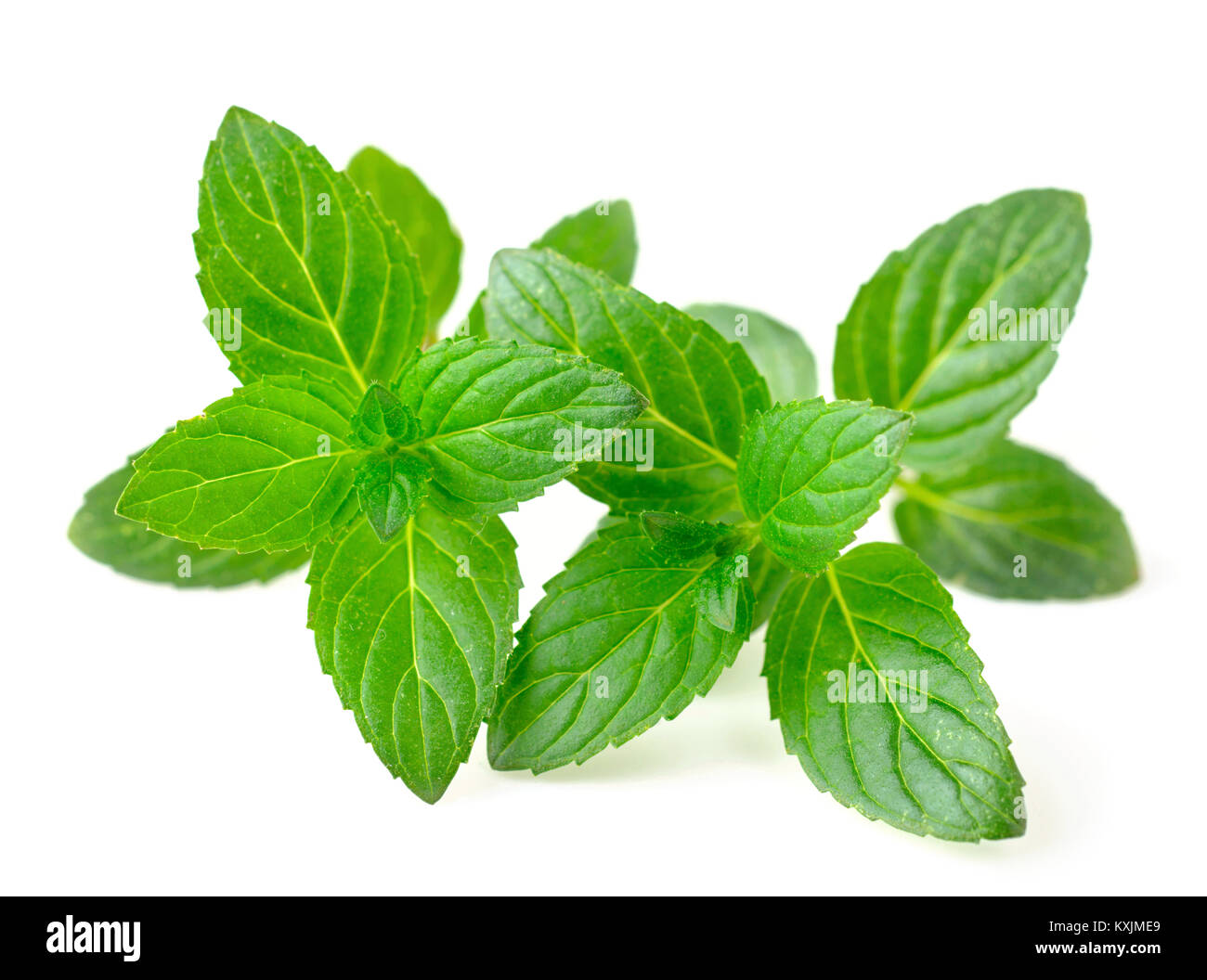 fresh peppermint isolated on white Stock Photo - Alamy