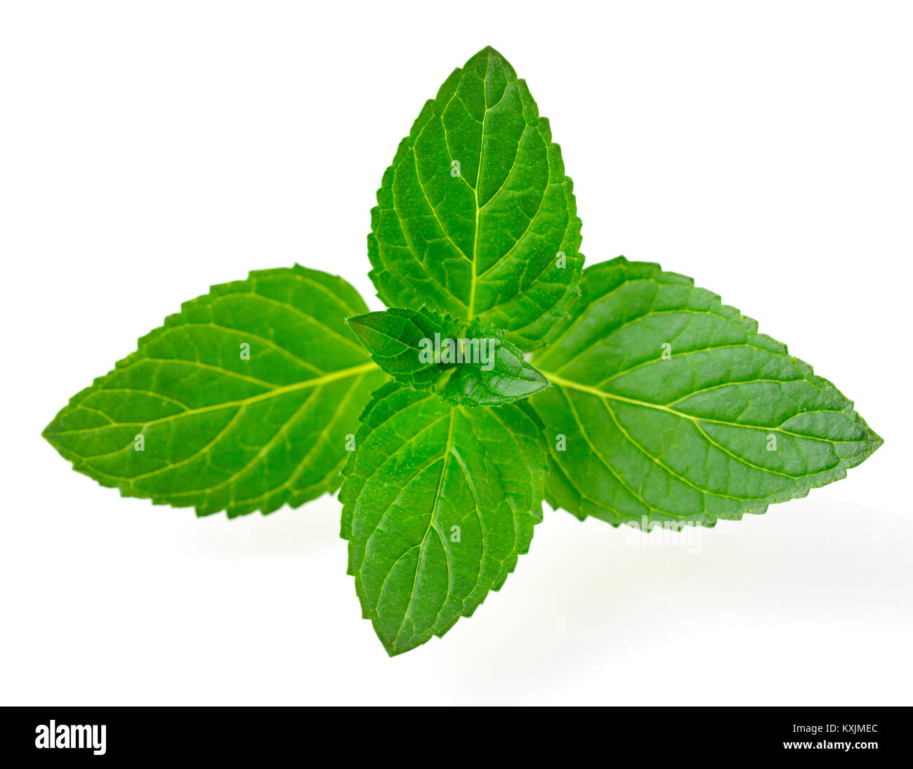 green fresh peppermint leaves on the white background Stock Photo - Alamy