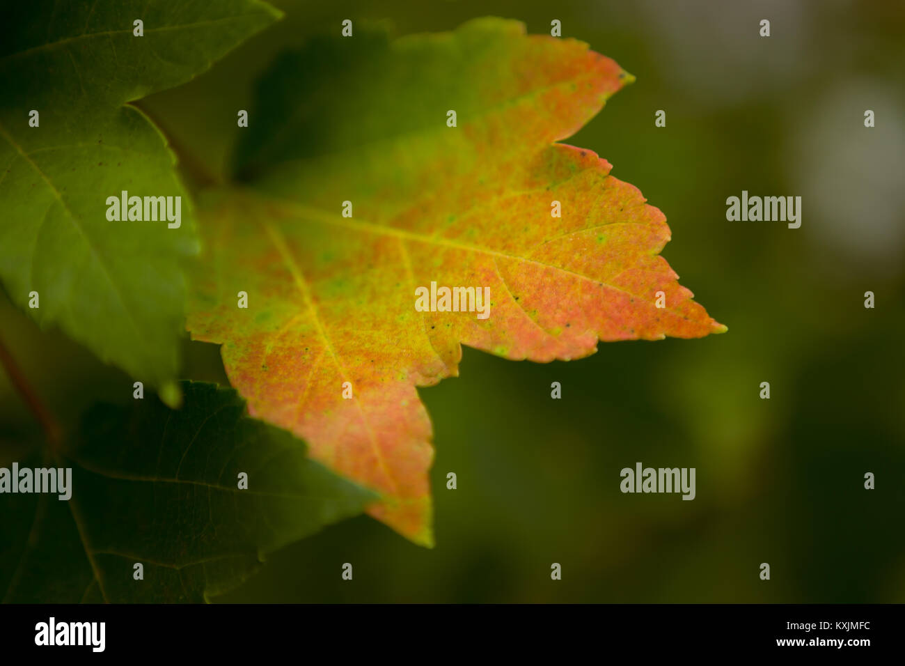 Foliage changes color hi-res stock photography and images - Alamy