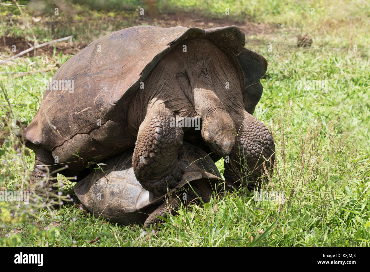 Mating Tortoise High Resolution Stock Photography and Images - Alamy
