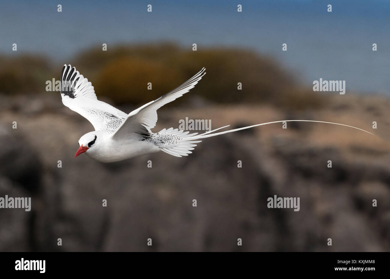 Red Billed tropic bird in flight ( Phaethon aethereus ), Espanola ...