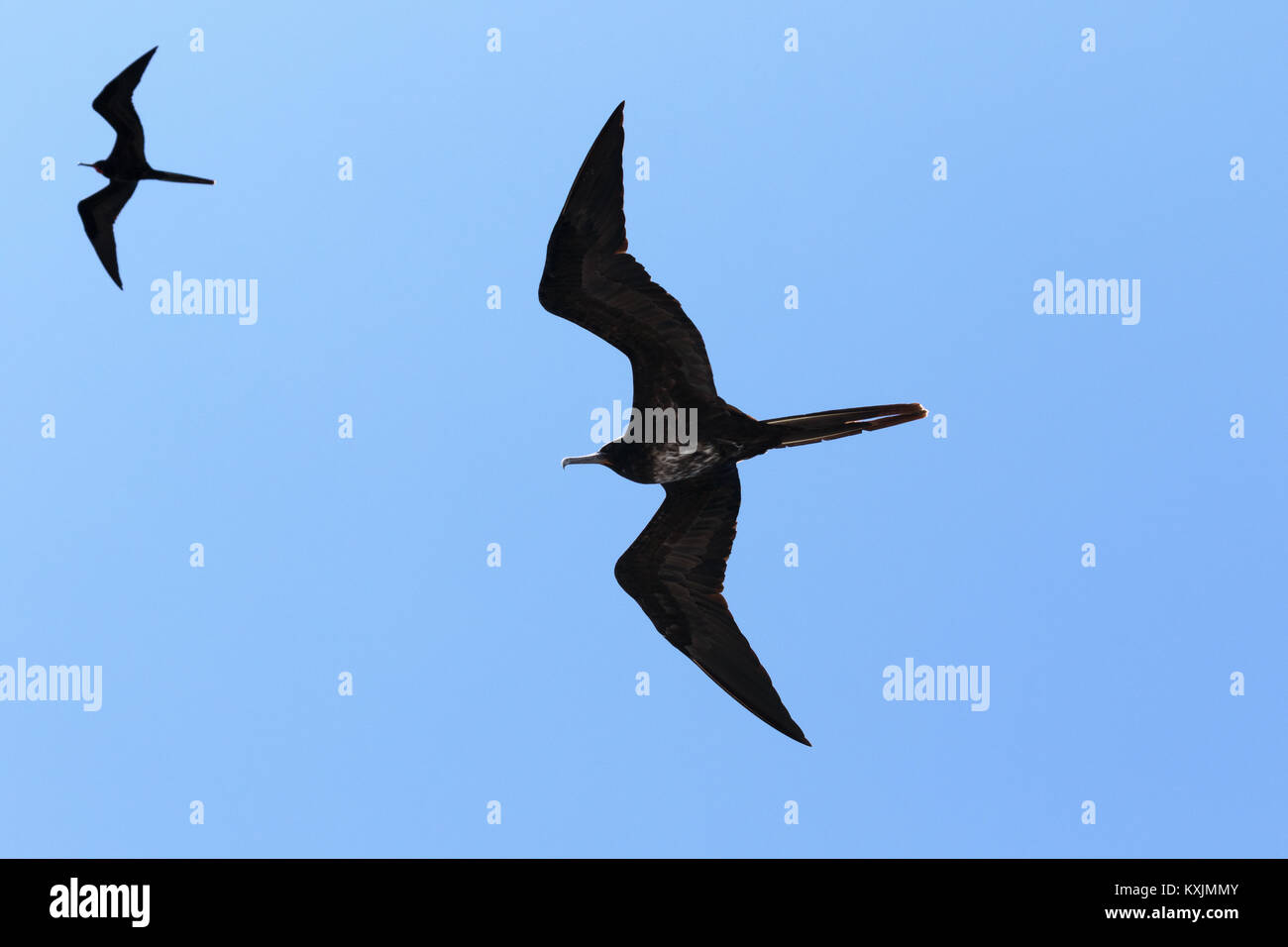 Frigatebird flying in a blue sky, Genovesa Island, Galapagos Islands ...