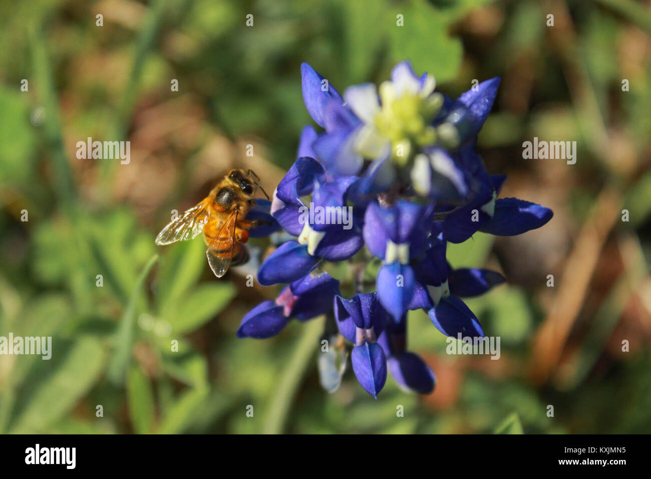 Bluebonnet blue hi-res stock photography and images - Alamy