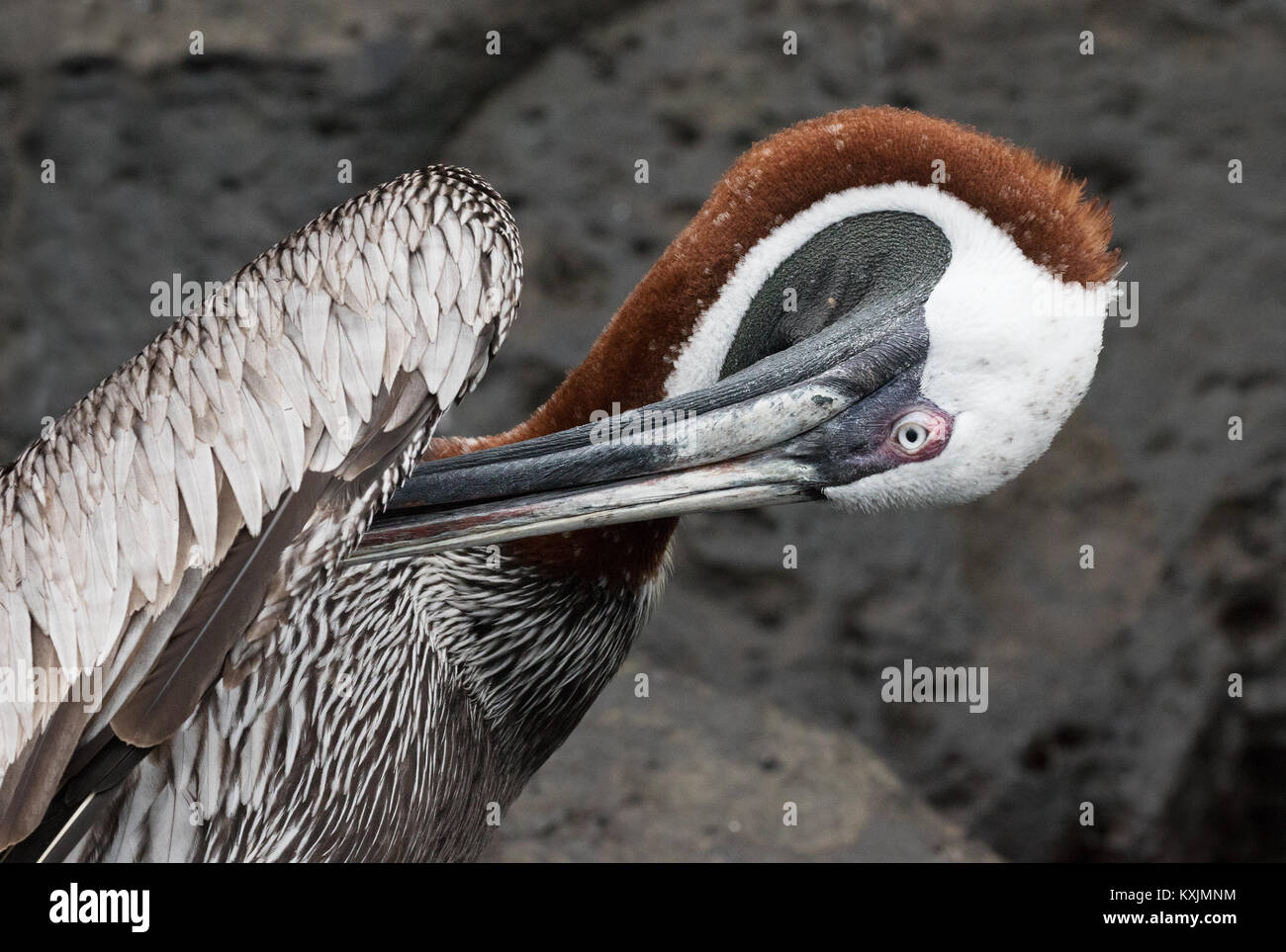 Brown Pelican, ( Pelecanus occidentalis ), adult male close up of head ...