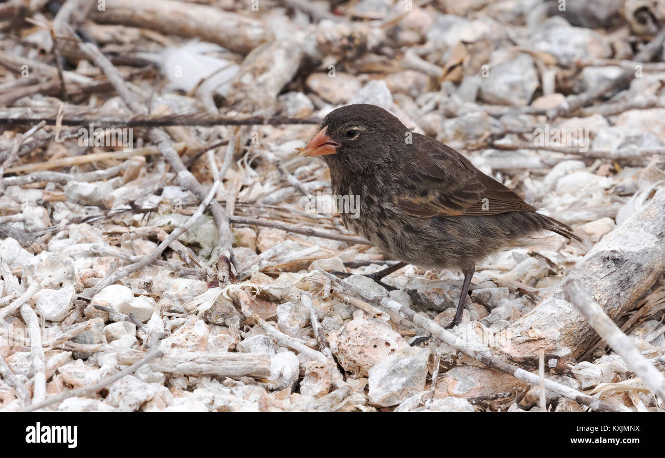 Sharp beaked ground finch hi-res stock photography and images - Alamy