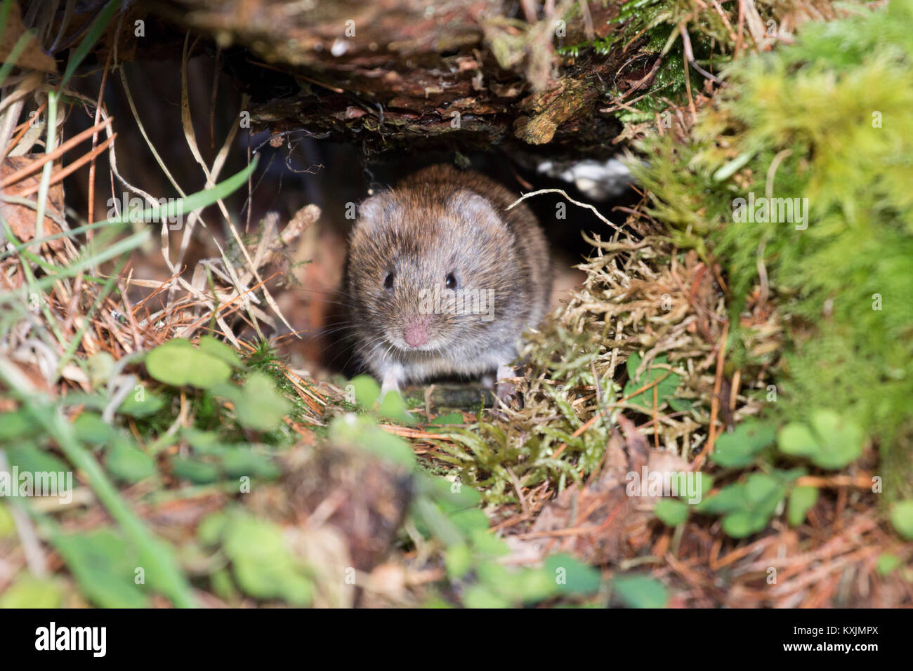 Bank voles scotland hi-res stock photography and images - Alamy
