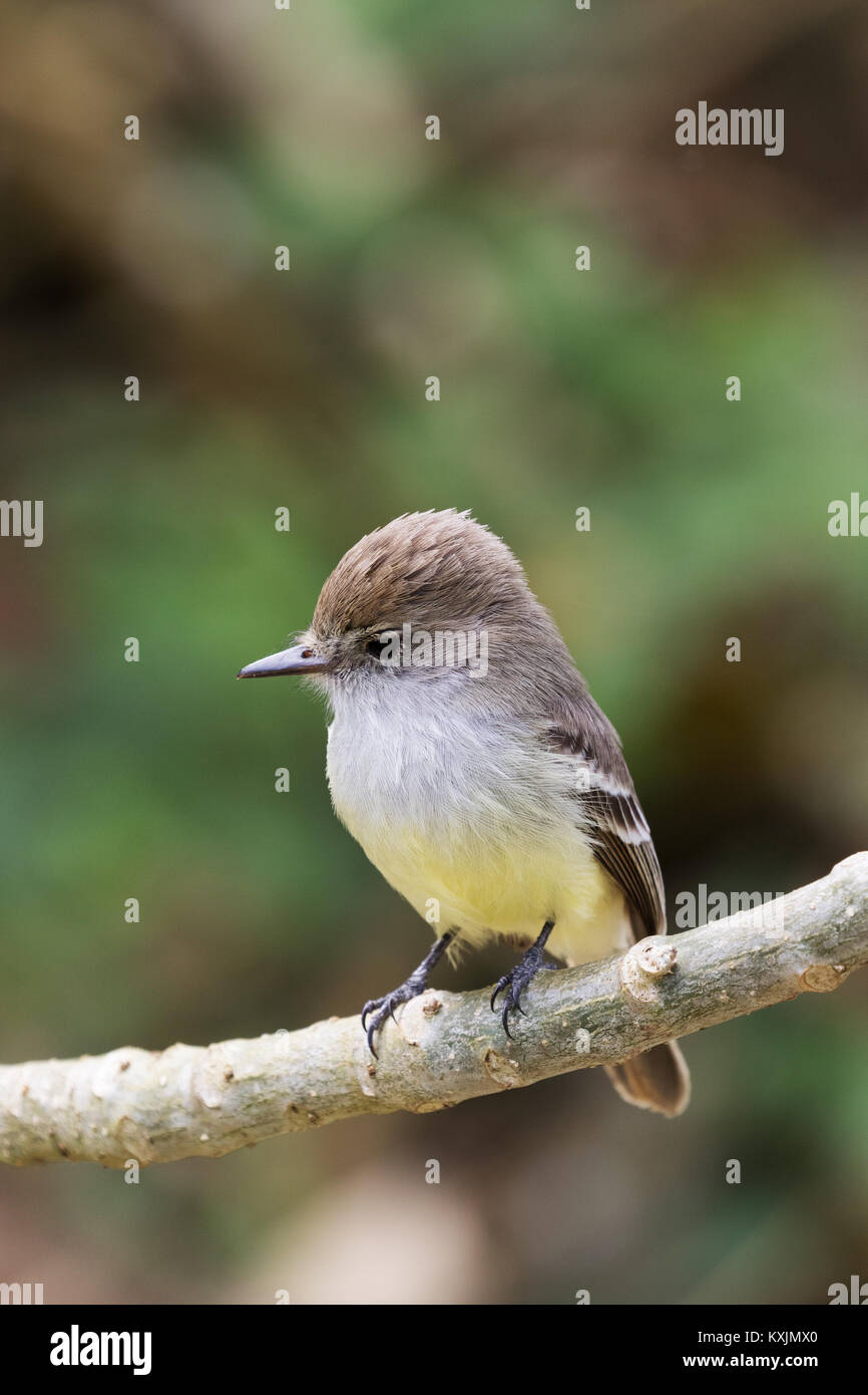 Galapagos Flycatcher, ( Myiarchus magnirostris ), Santa Cruz Island ...