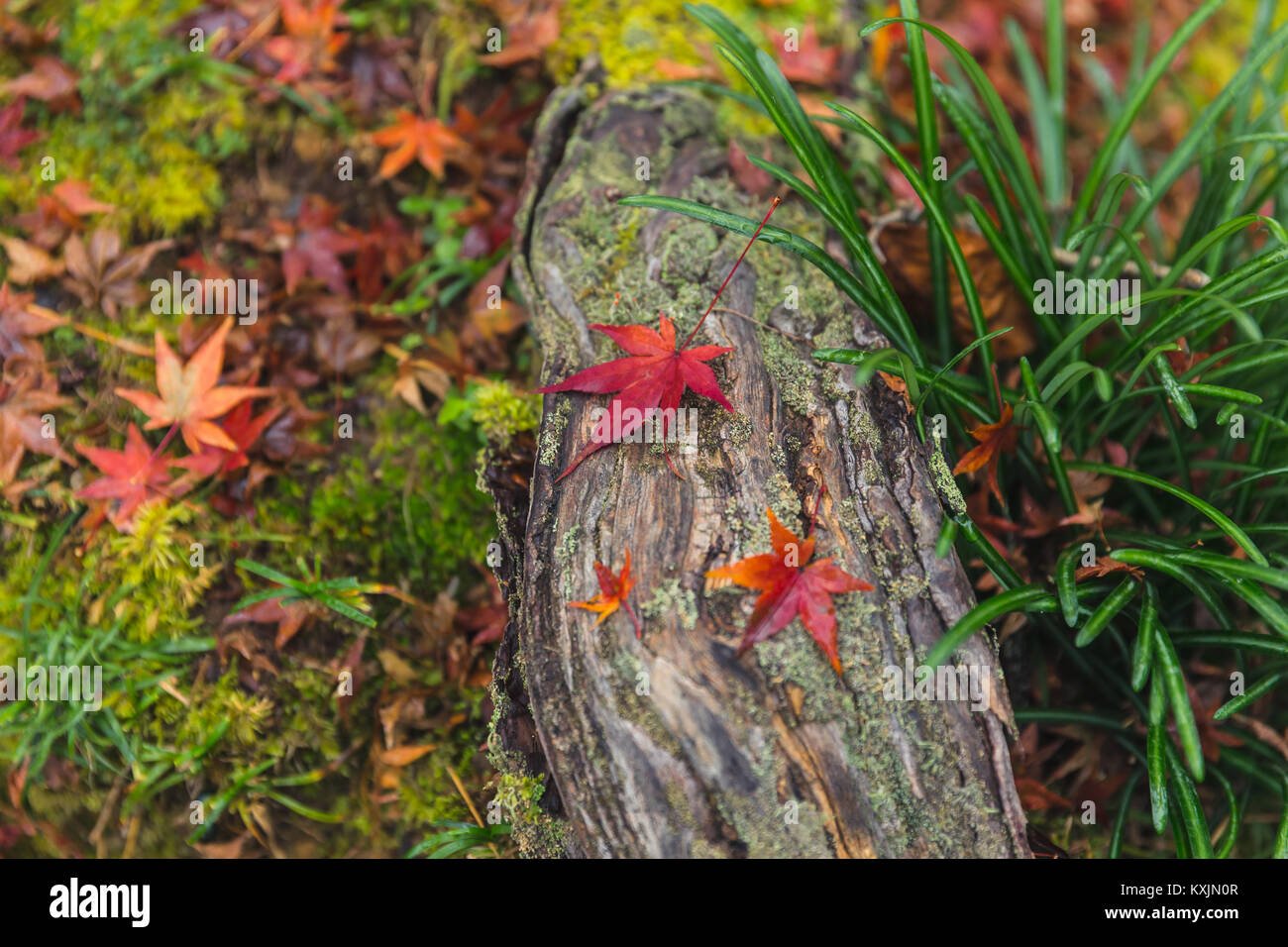 maple leaf drop rainforest ground in autumn season nature background ...