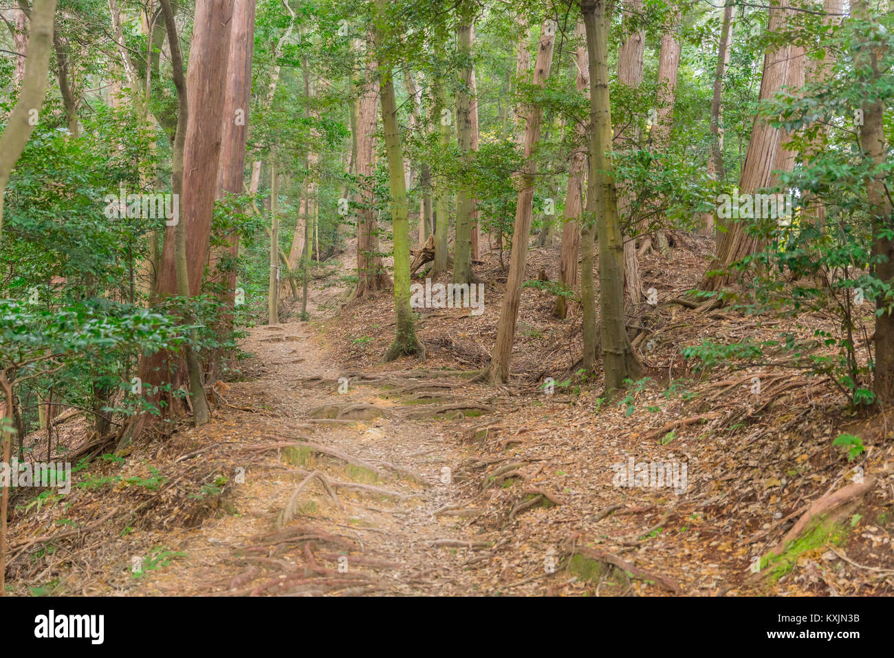 pathway for walk into deep forest Stock Photo - Alamy