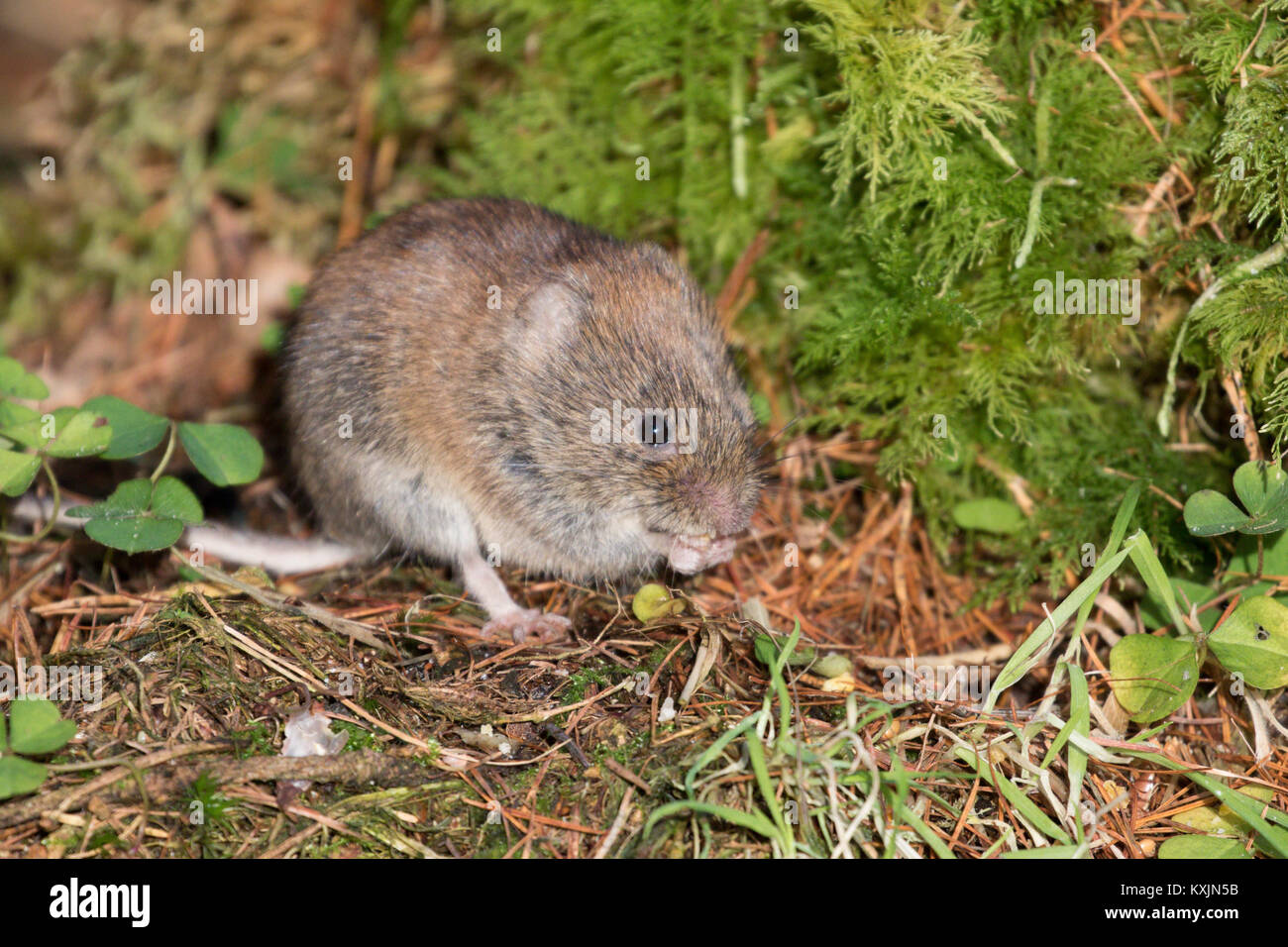 Bank Vole (Myodes glareolus) in the forest, Scottish Highlands, United ...