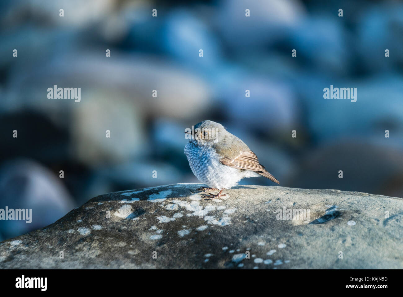 The plumbeous water redstart is a passerine bird sitting on a stone ...