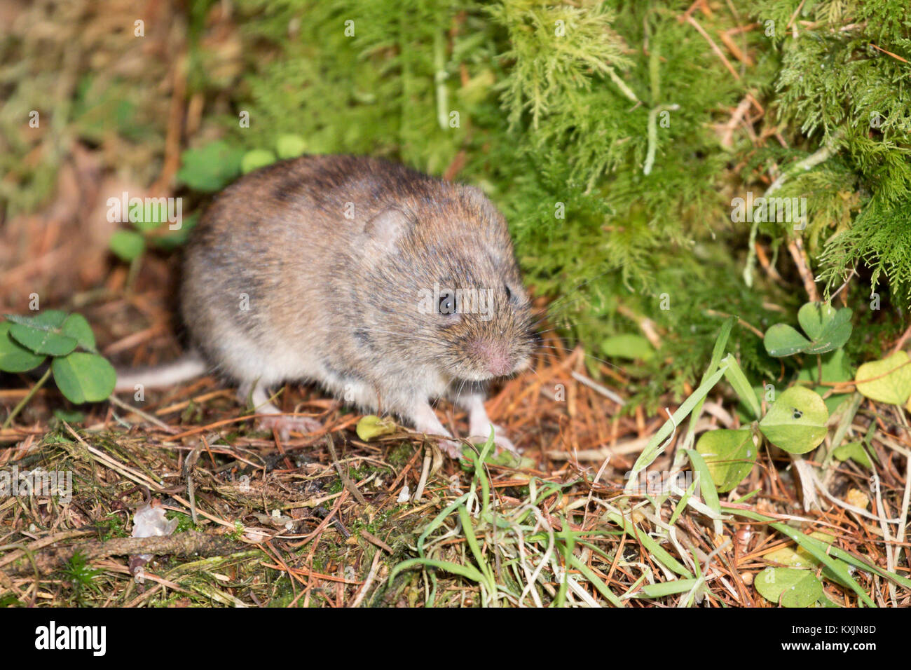 Bank Vole (Myodes glareolus) in the forest, Scottish Highlands, United ...