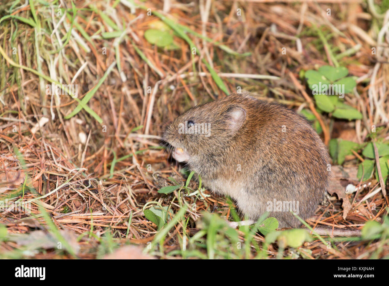 Bank Vole (Myodes glareolus) in the forest, Scottish Highlands, United ...