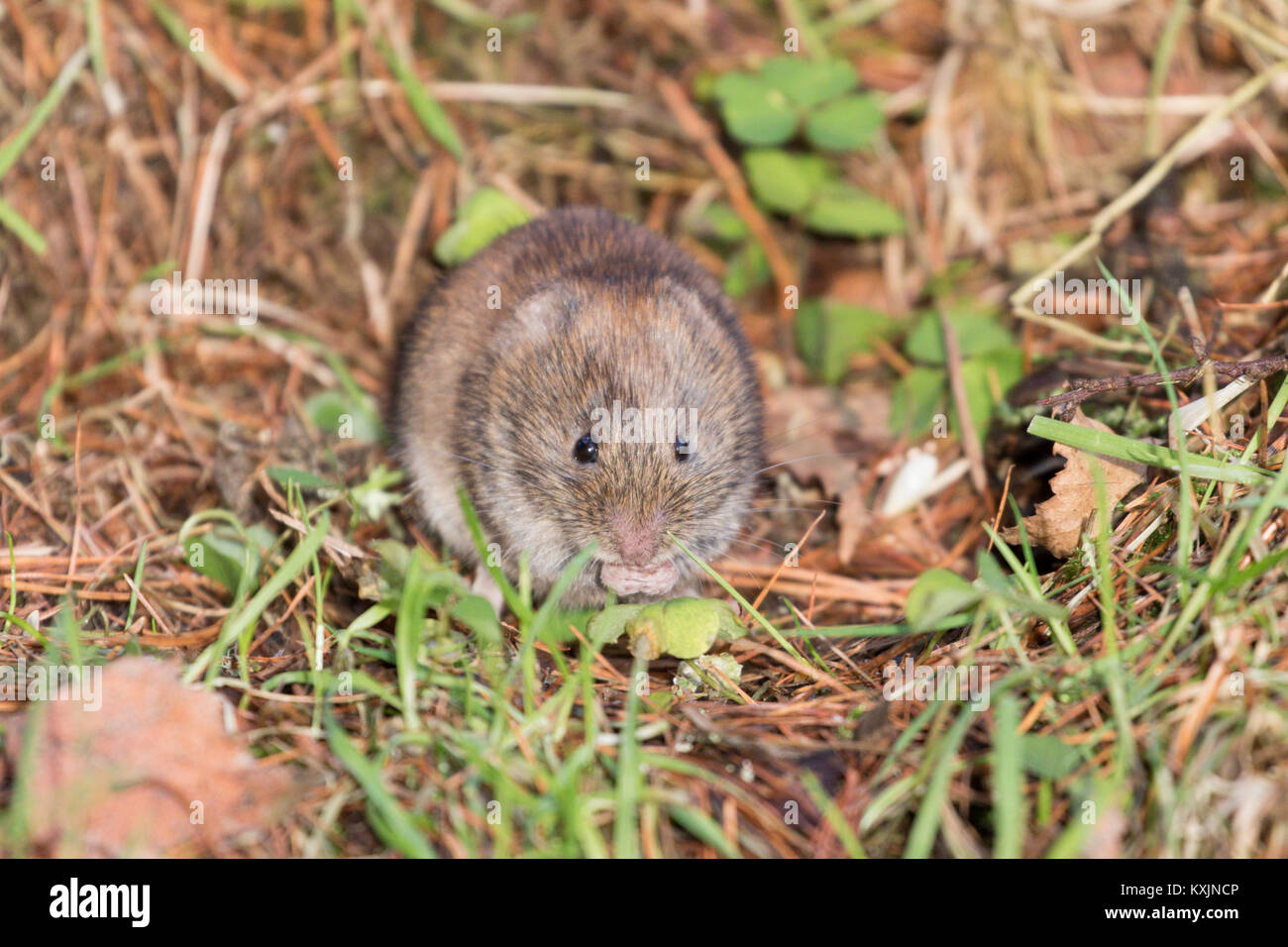 Bank Vole (Myodes glareolus) in the forest, Scottish Highlands, United ...