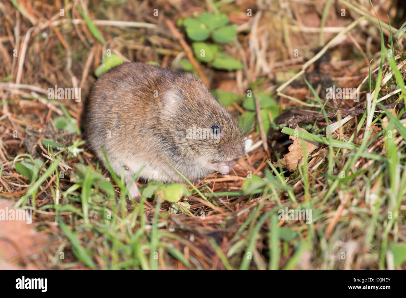 Bank Vole (Myodes glareolus) in the forest, Scottish Highlands, United ...