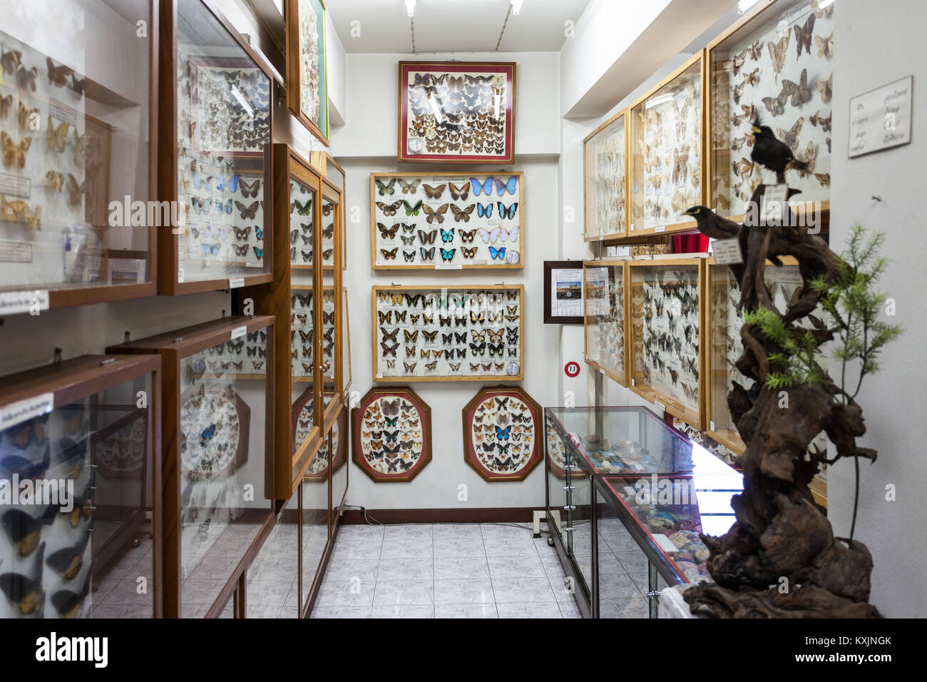 CHIANG MAI, THAILAND - OCTOBER 29, 2014: Museum of World Insects and ...