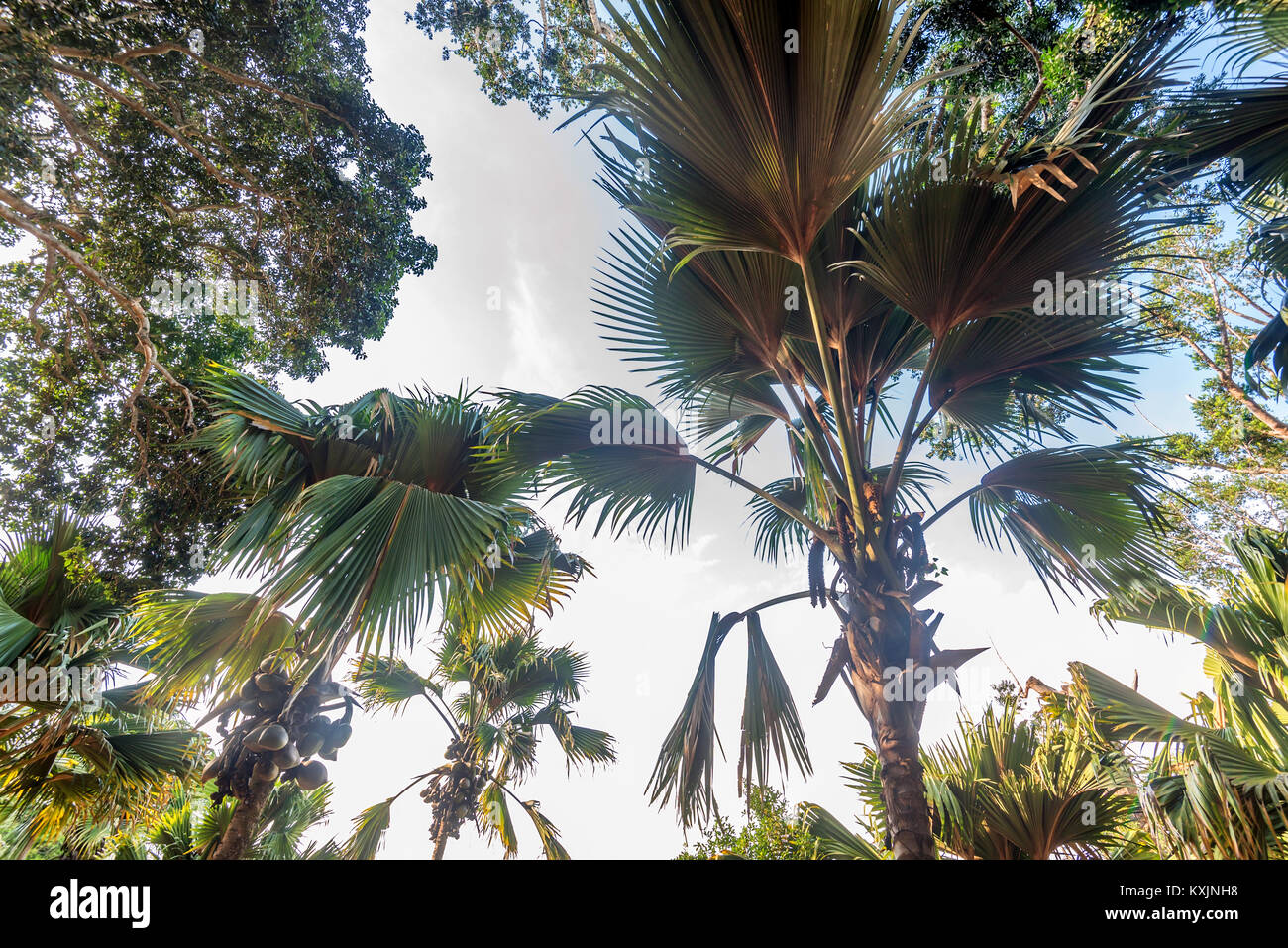 Sea coconut or Lodoicea maldivica Stock Photo - Alamy