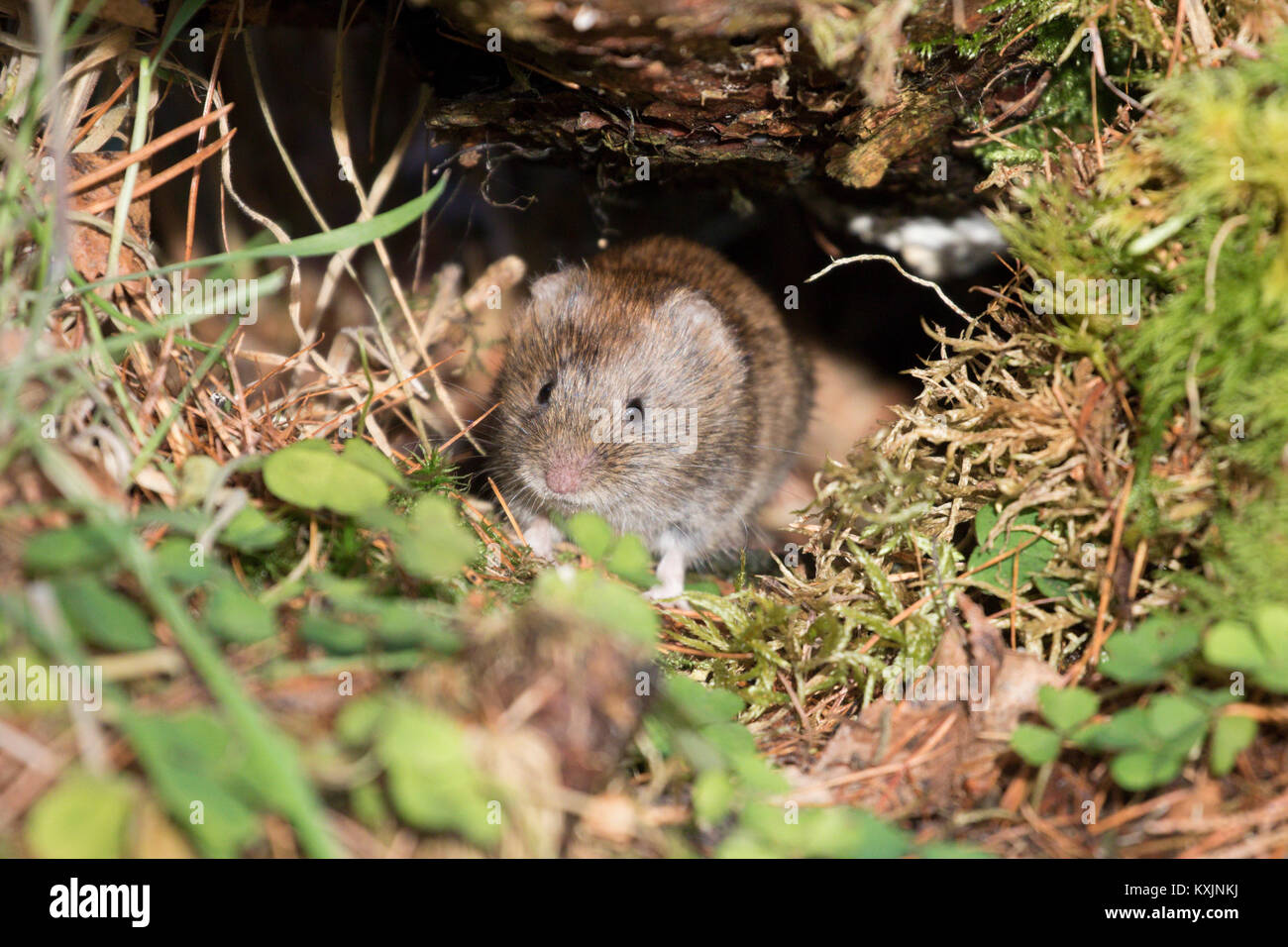 Bank Vole (Myodes glareolus) in the forest, Scottish Highlands, United ...