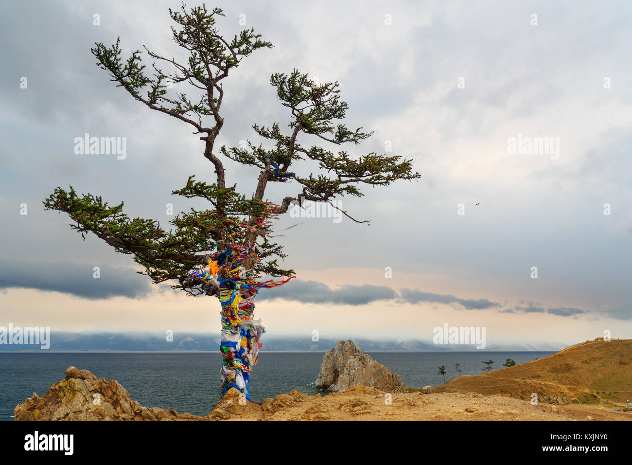 Ritual tree with colorful ribbons Hadak in the overcast. Lake Baikal ...