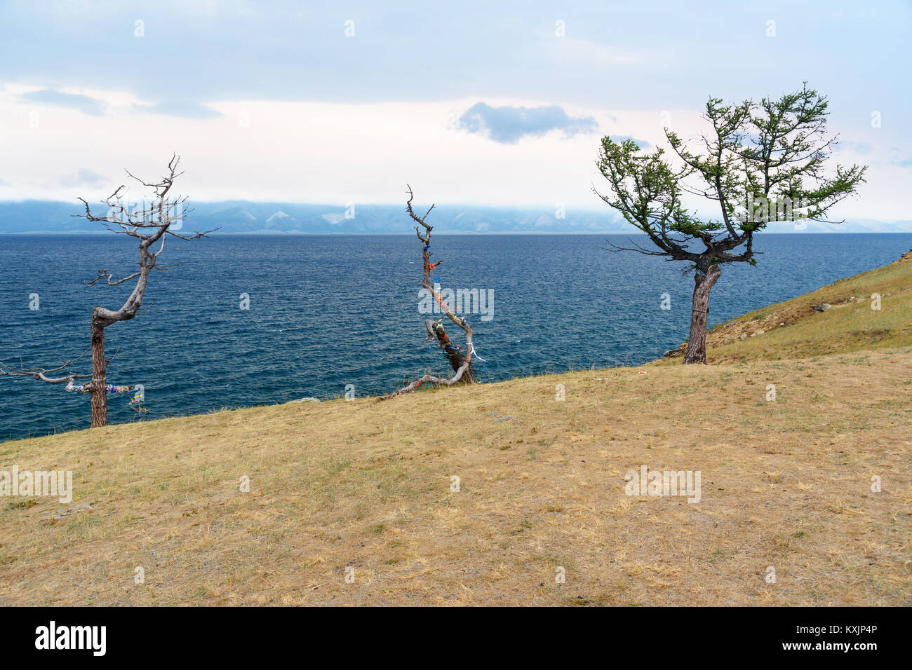 Three trees on lake hi-res stock photography and images - Alamy