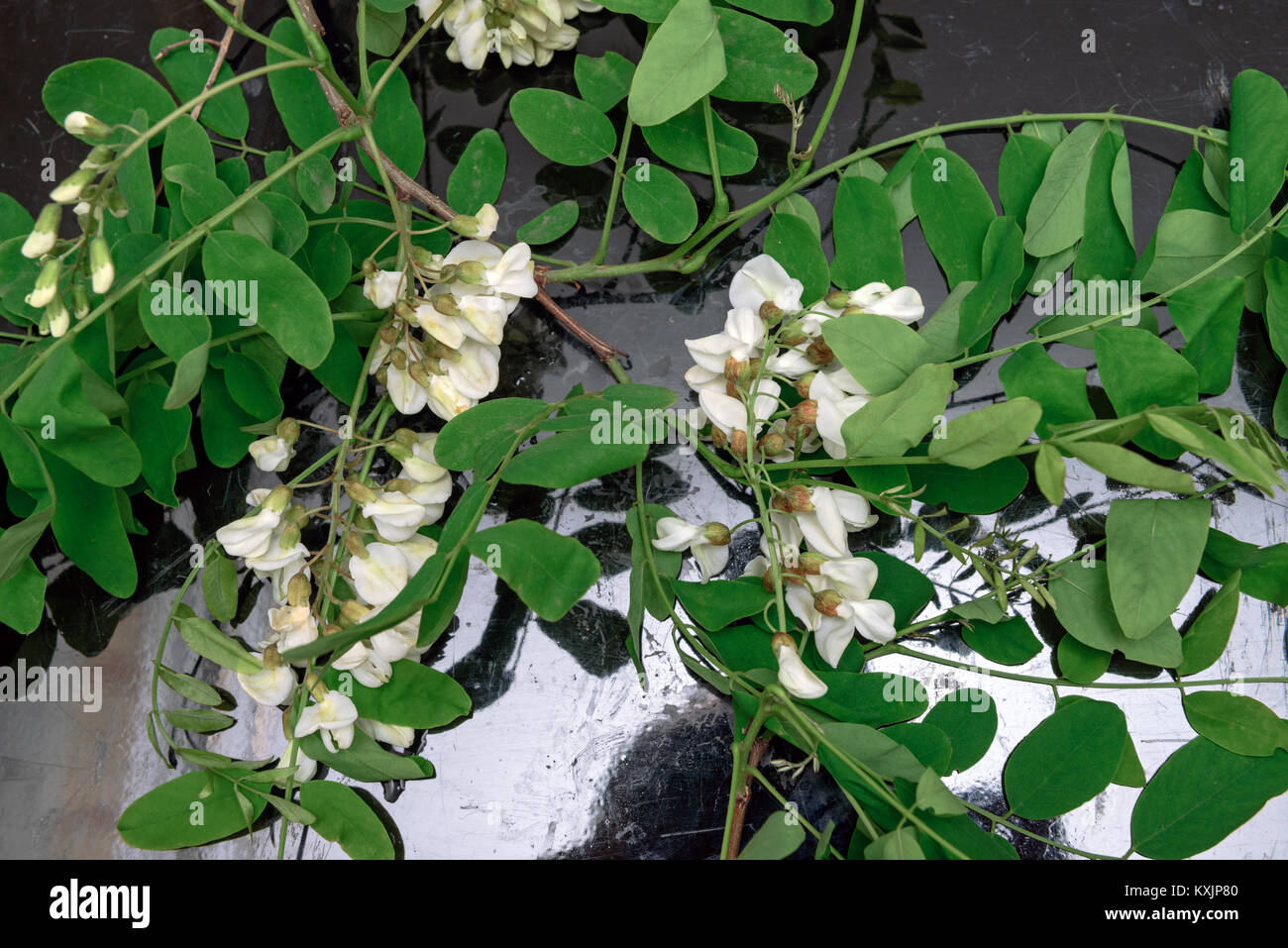 Few bright white flower clusters with green leaves of black locust ...