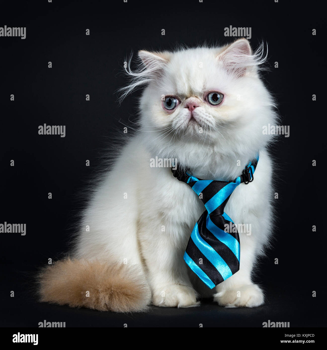 Eyes looking sideways hi-res stock photography and images - Alamy