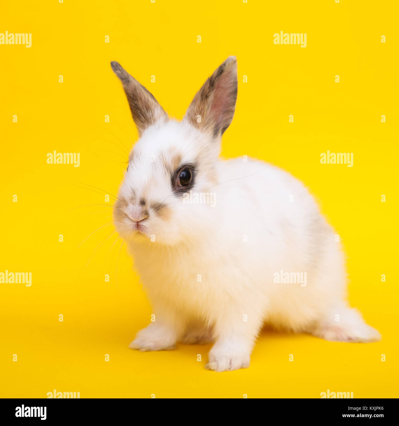 Little rabbit on the yellow background Stock Photo - Alamy