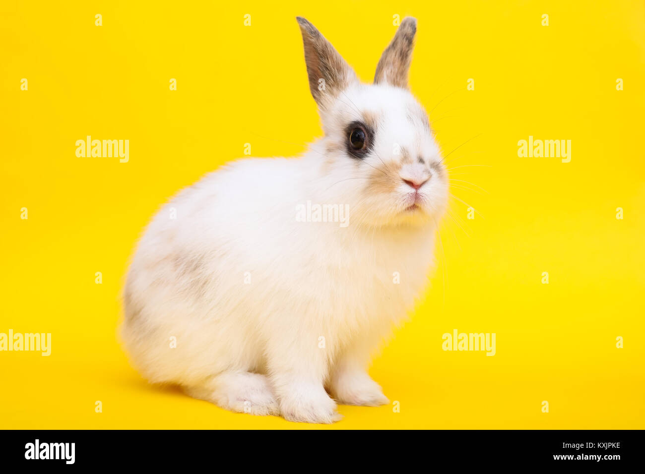 Little rabbit on the yellow background Stock Photo - Alamy