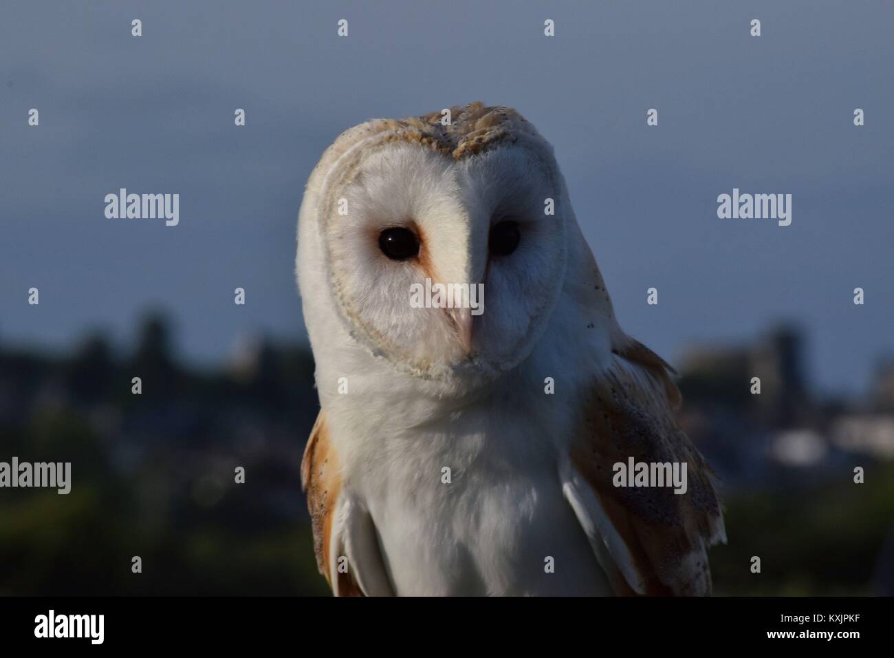 Barn Owl Portrait Stock Photo - Alamy