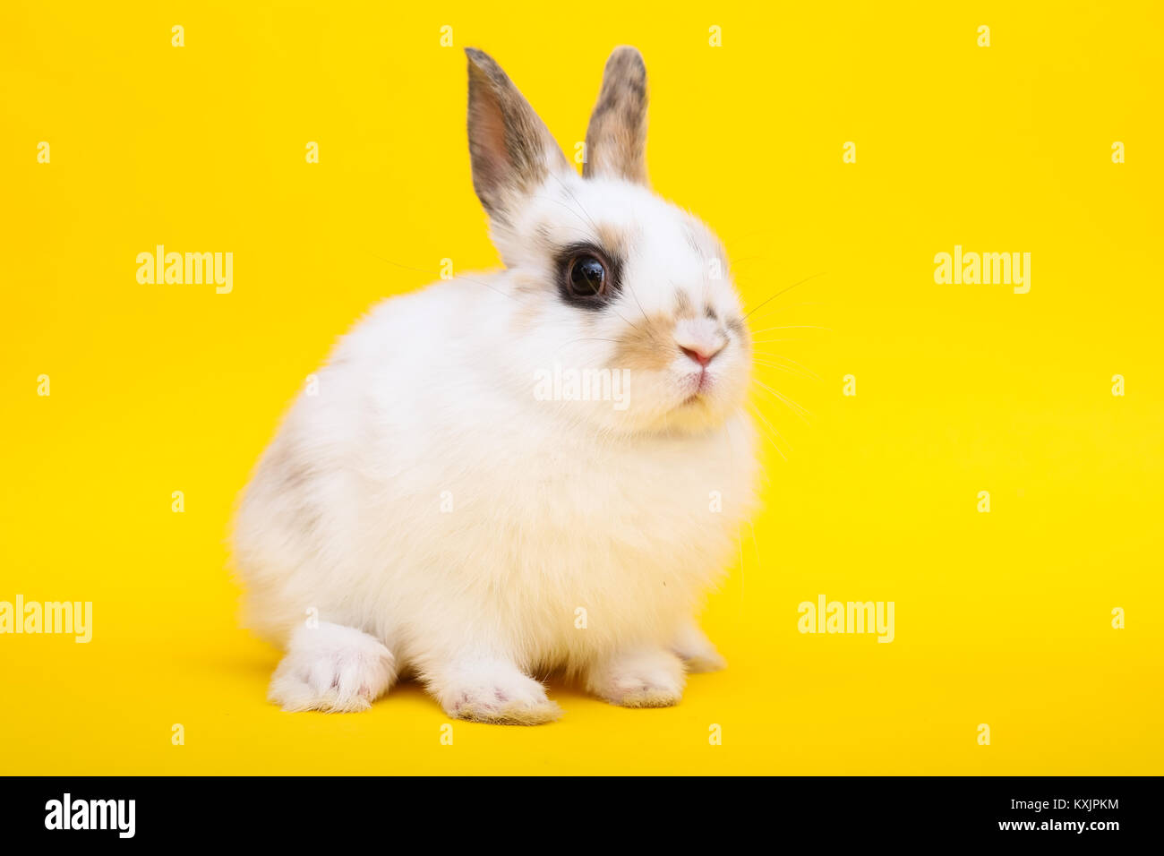 Little rabbit on the yellow background Stock Photo - Alamy