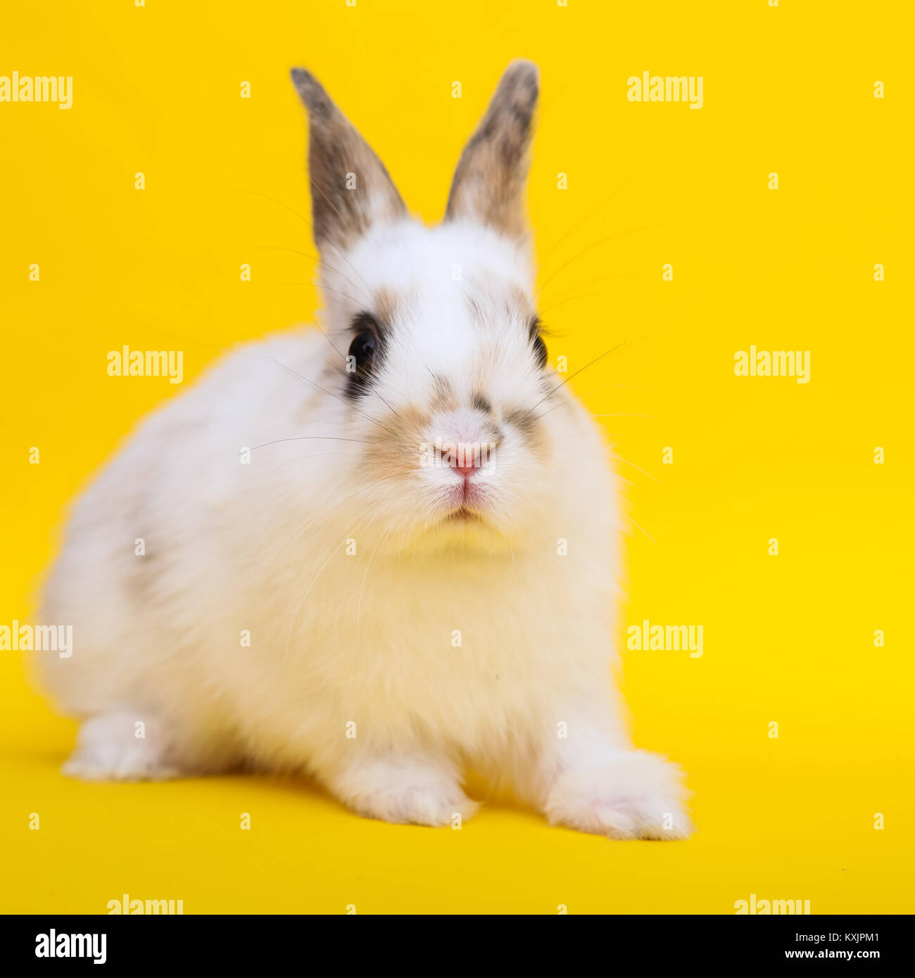 Little rabbit on the yellow background Stock Photo - Alamy