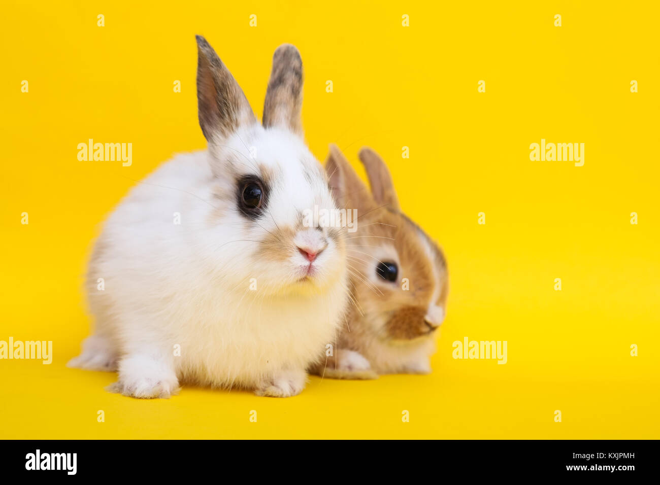 Little rabbit on the yellow background Stock Photo - Alamy
