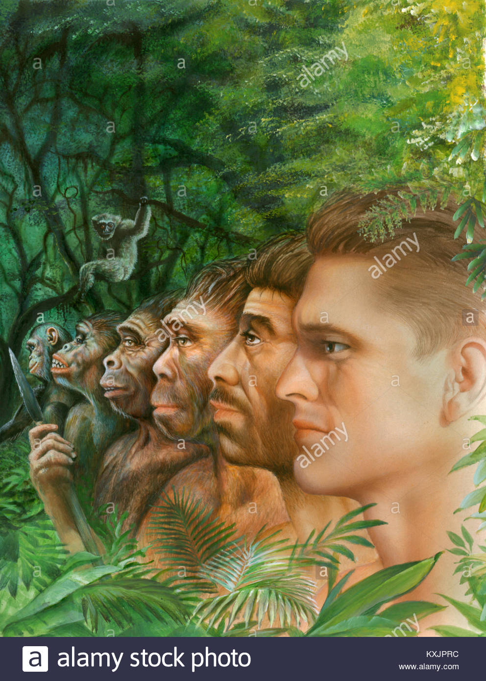 Evolution Of Man From Ape Stock Photos & Evolution Of Man From Ape ...