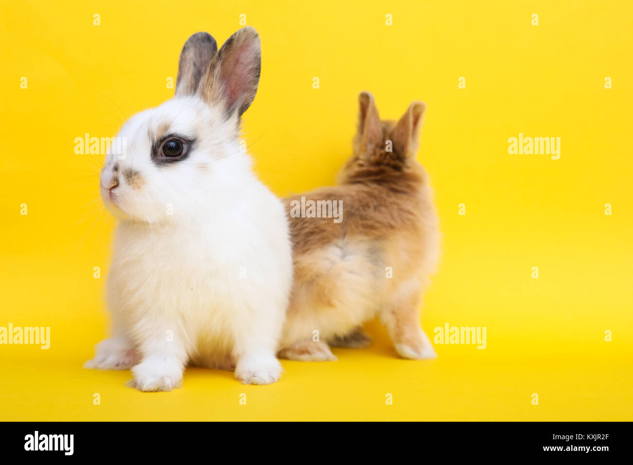 Little rabbit on the yellow background Stock Photo - Alamy
