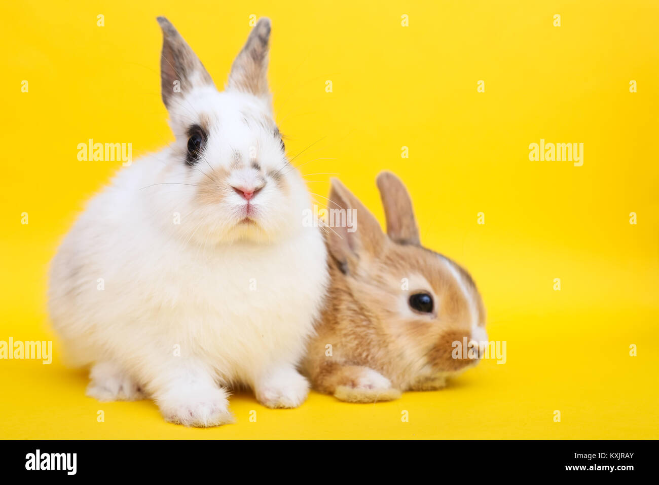 Little rabbit on the yellow background Stock Photo - Alamy