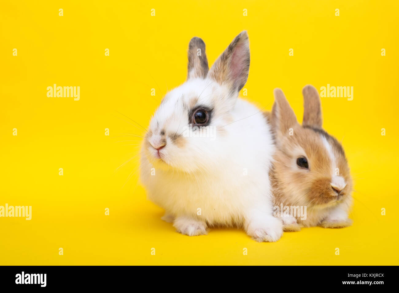 Little rabbit on the yellow background Stock Photo - Alamy