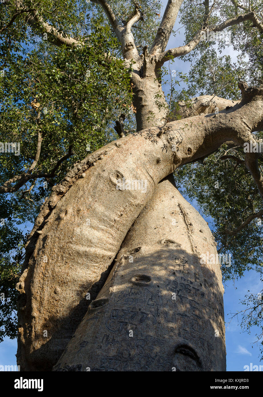 Baobab trees twisted around each other, Madagascar Stock Photo - Alamy