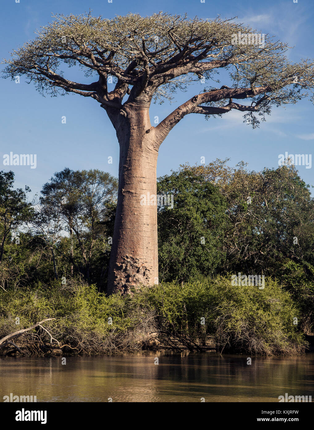 Baobab trees, Madagascar Stock Photo - Alamy