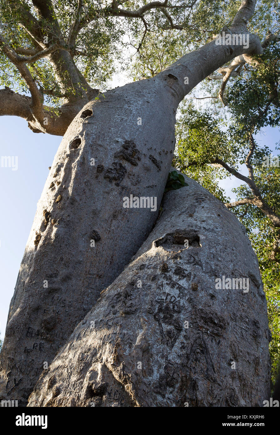 Baobab trees twisted around each other, Madagascar Stock Photo - Alamy