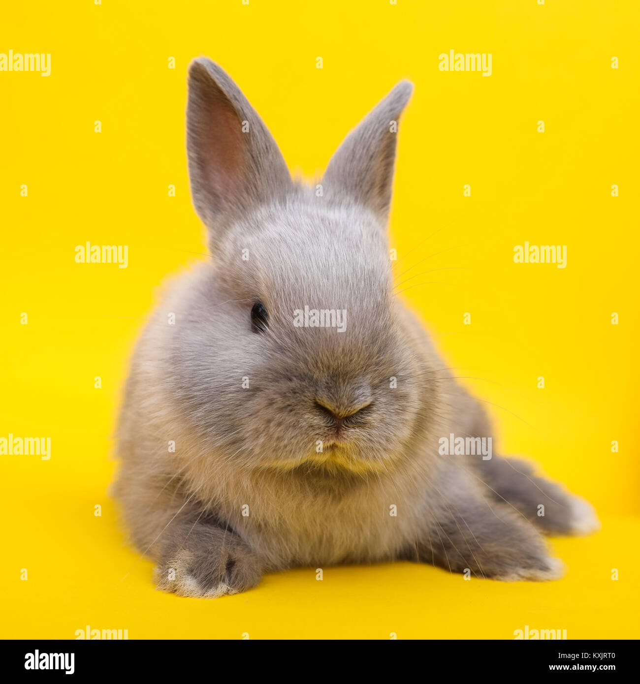 Little rabbit on the yellow background Stock Photo - Alamy