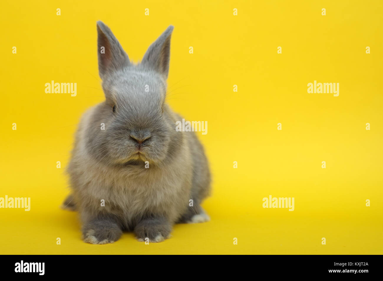 Little rabbit on the yellow background Stock Photo - Alamy