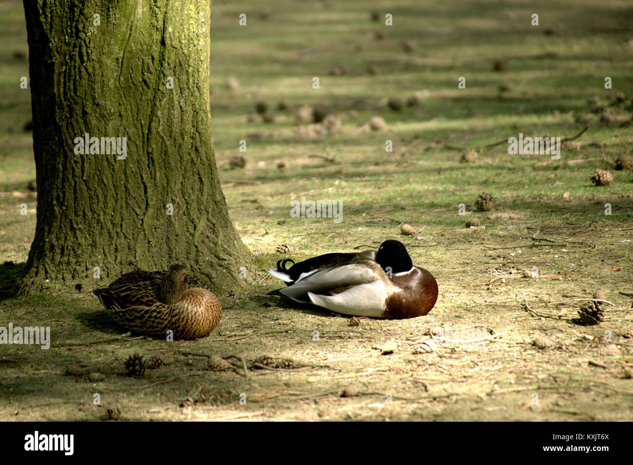 Sleeping ducks under a tree Stock Photo - Alamy