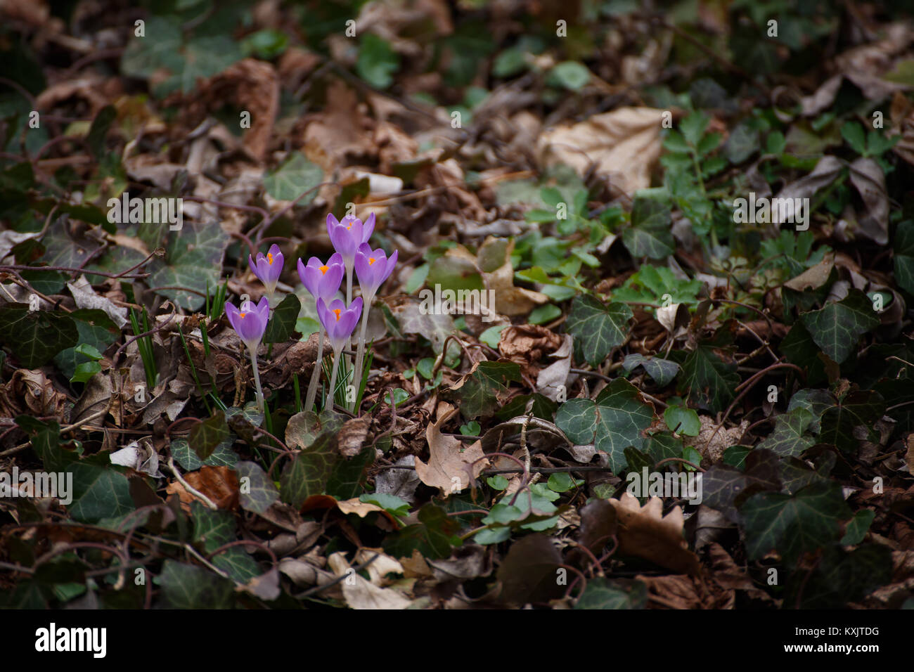 Crocus in the forest hi-res stock photography and images - Alamy