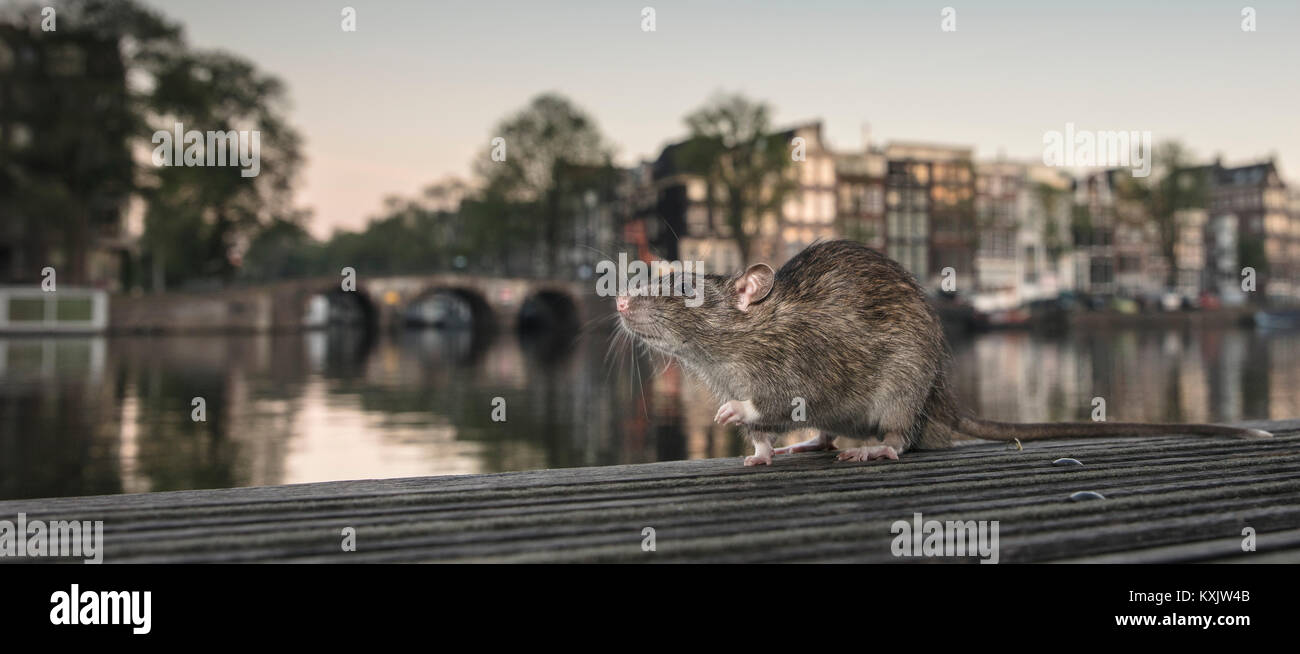 The Netherlands, Brown rat (Rattus norvegicus) on jetty in Amstel river ...