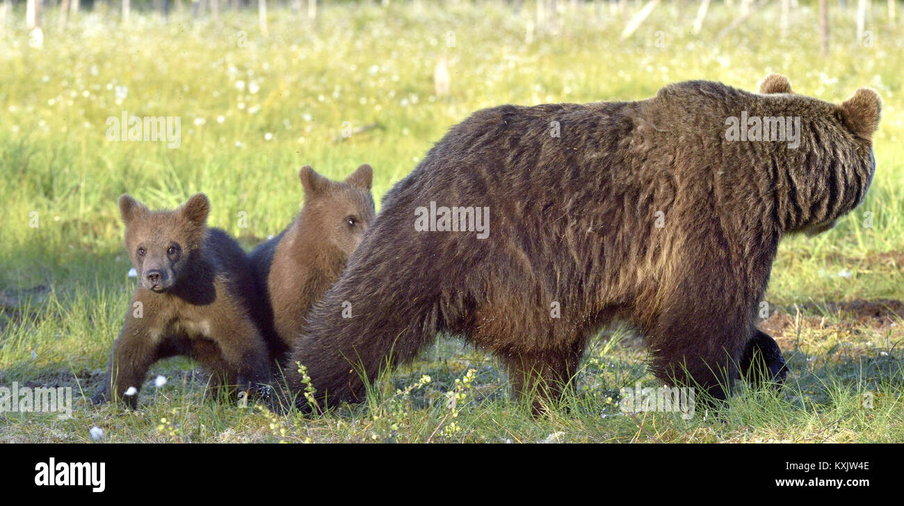 She-bear and bear-cubs. Adult female of Brown Bear (Ursus arctos) with ...